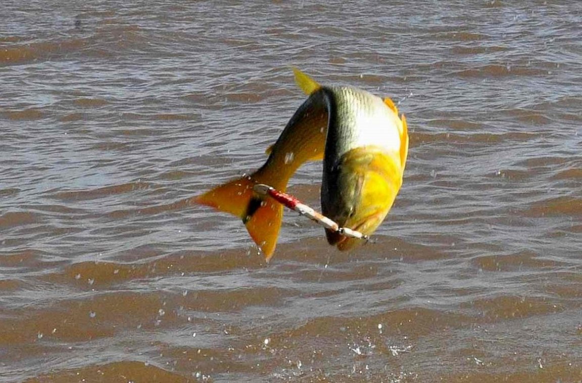 El 1 de septiembre comienza la Veda para la pesca del Dorado | Solo ...