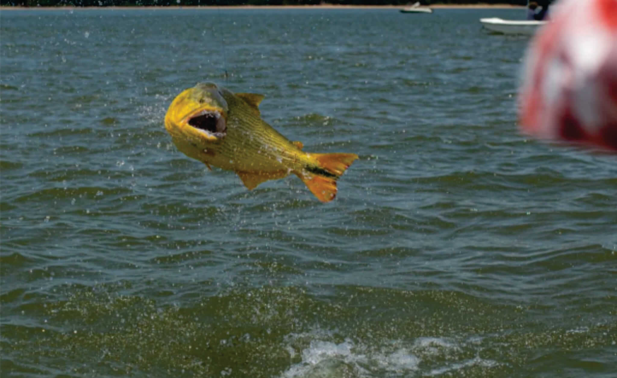 De cuánto es la "voluminosa" multa para la pesca furtiva en Corrientes ...