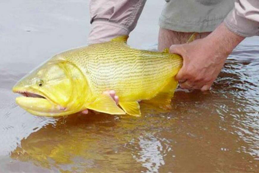 Postergan la Fiesta Internacional del Gran Dorado: el concurso de pesca ...