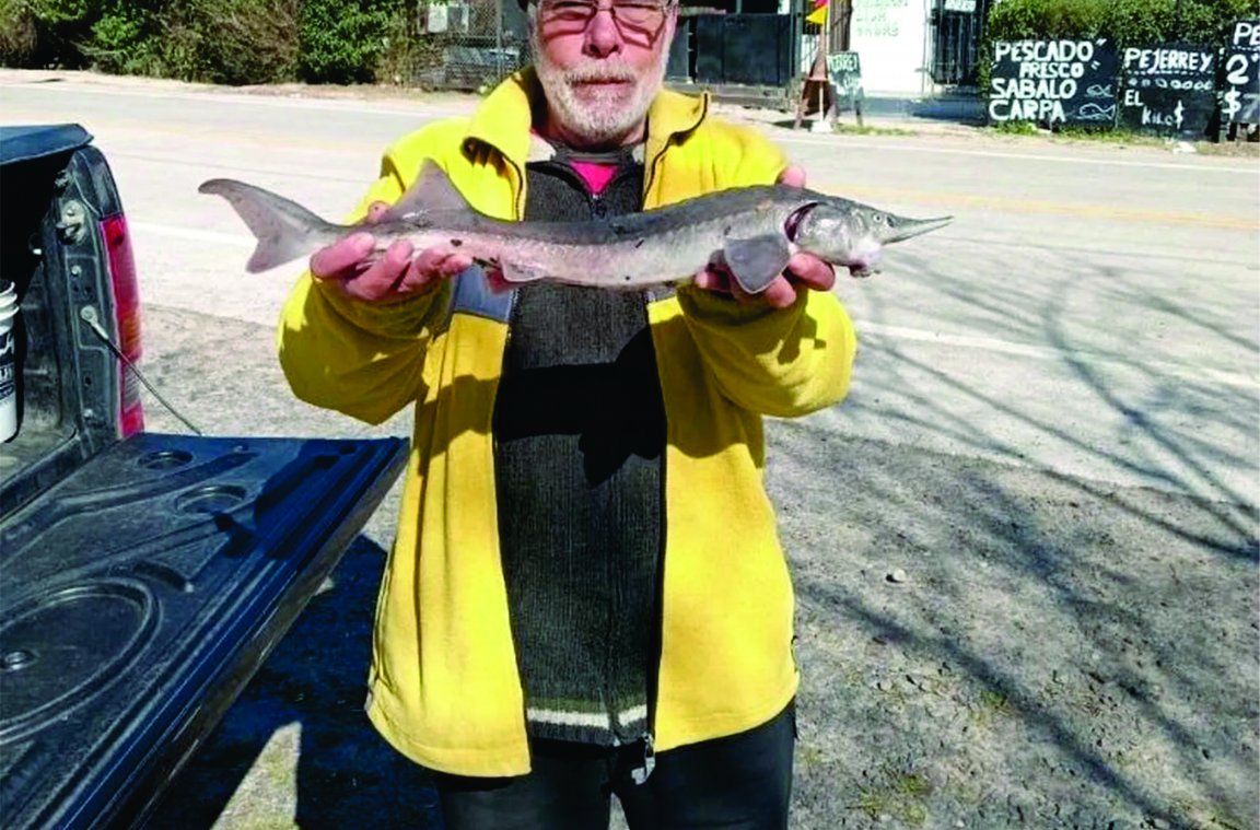 Un pescador de La Plata halló un pez que podría transformar el ...