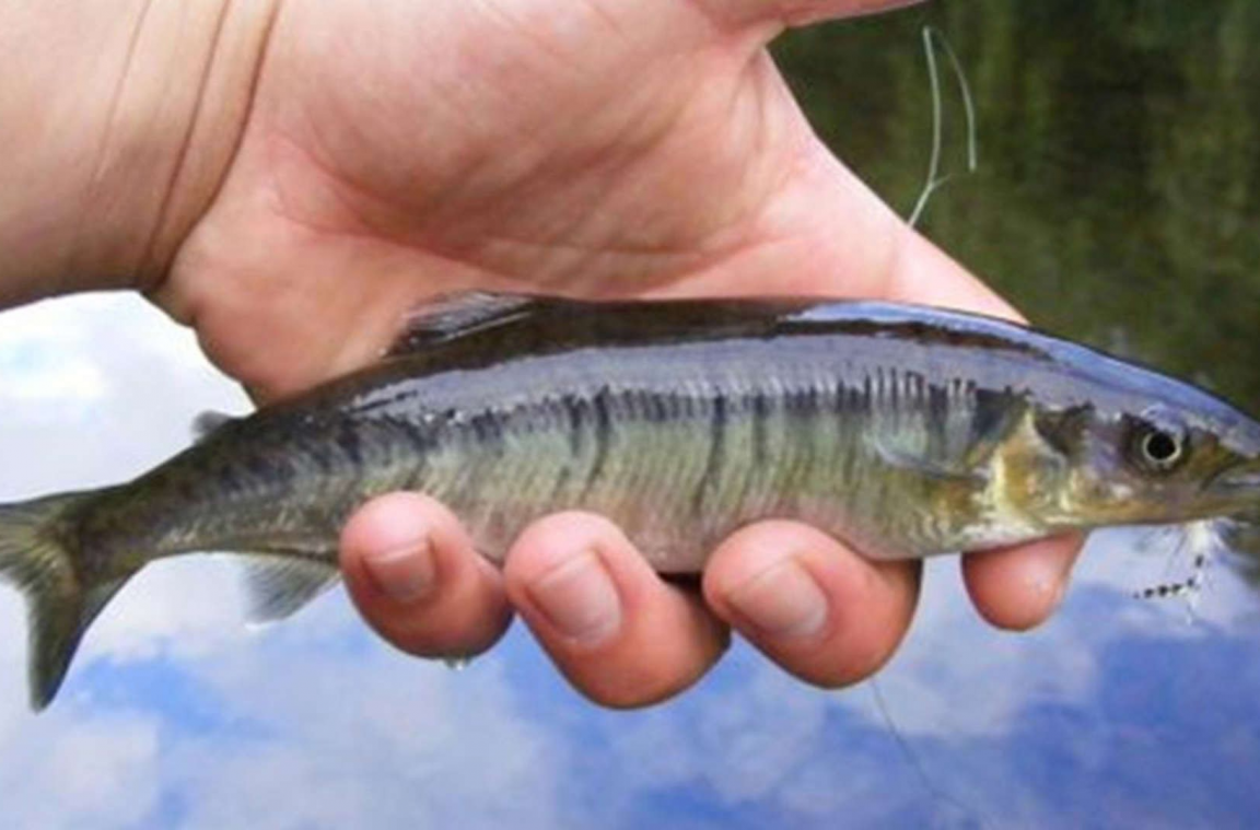 Sorprendente hallazgo: identificaron una nueva especie de pez en Tierra ...